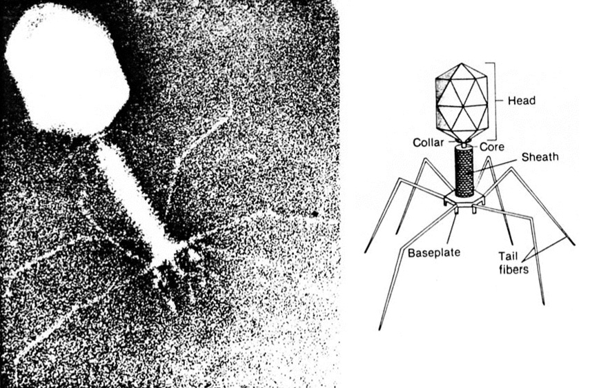 Dr Michael Byford – Bacteriophages: Even bacteria get viral infections ...